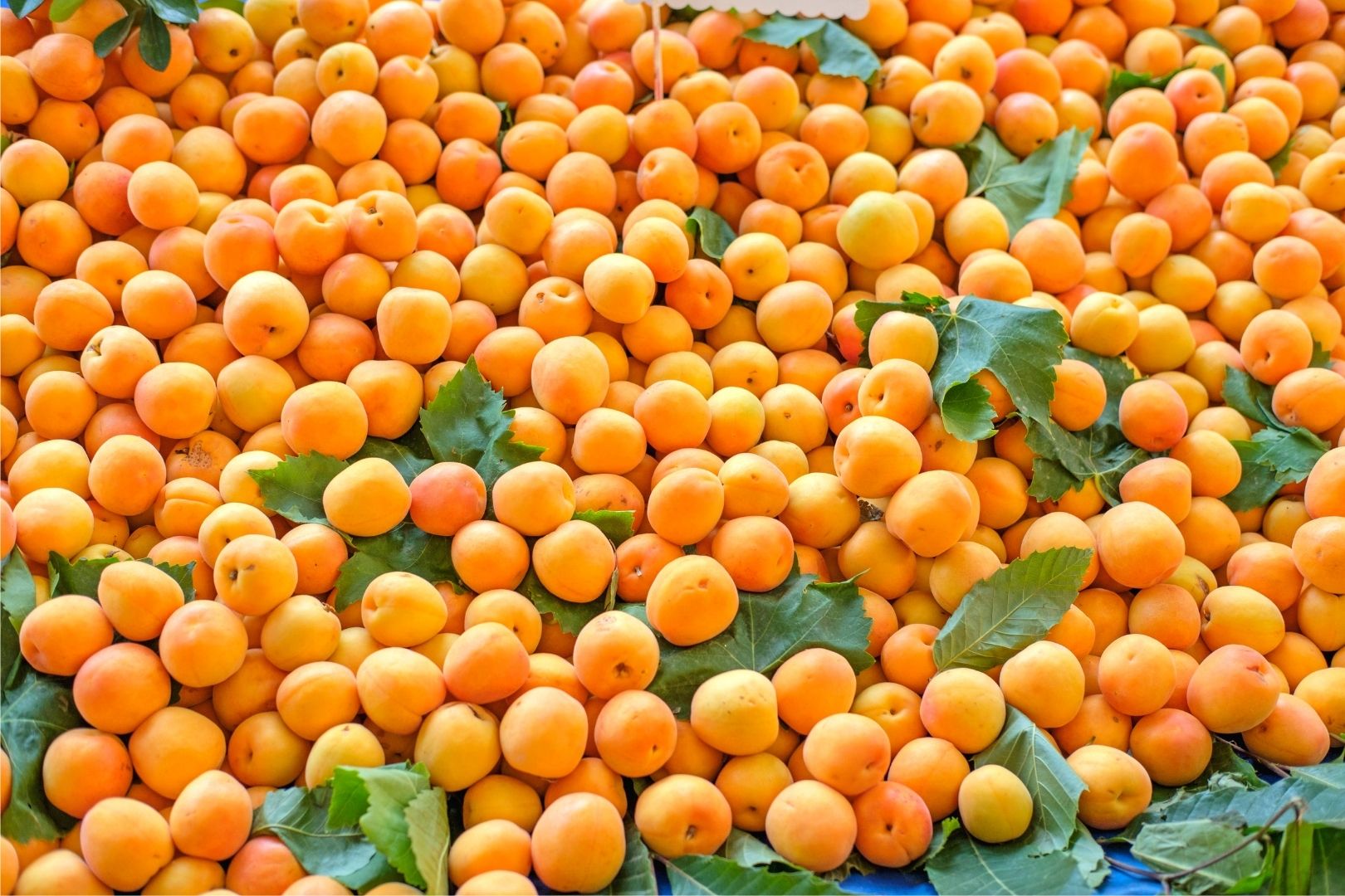Turkey's Malatya apricots get EU geographical brand - Dried Apricot Malatya